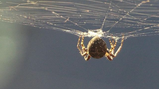 Pevnější než ocel, houževnatější než kevlar. Neuvěřitelné vlastnosti ...
